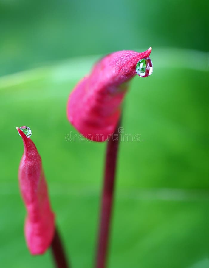 Gotas de rocío foto de archivo. Imagen de crecimiento - 2359242