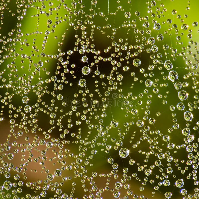 Gotas de rocío foto de archivo. Imagen de gotas, verano - 3411096