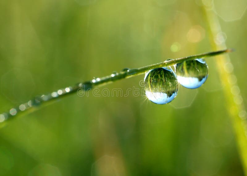 Gotas de rocío imagen de archivo. Imagen de crecimiento - 8006947