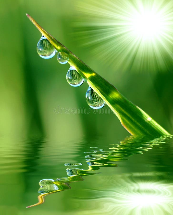 Gotas de rocío foto de archivo. Imagen de formal, burbuja - 8007588
