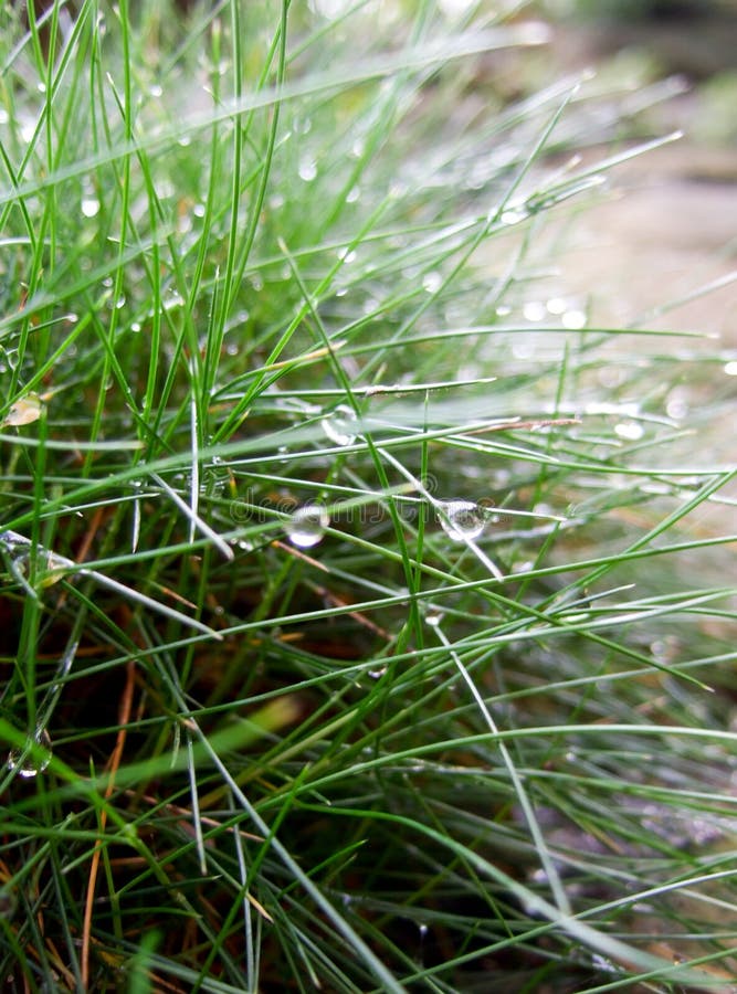 Gotas De Rocío En Hierba De Fetuca Imagen de archivo - Imagen de ...