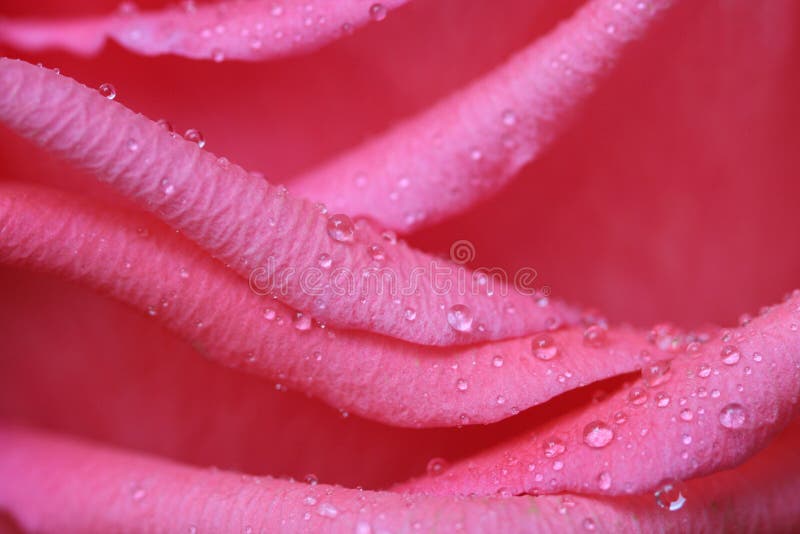 Gotas De Rocío En Los Pétalos De La Flor Rosada Imagen de archivo ...