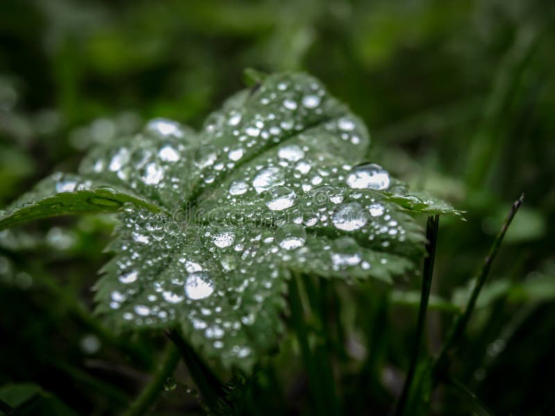 Gotas De Rocío Hermosas En Una Línea De La Araña Foto de archivo ...