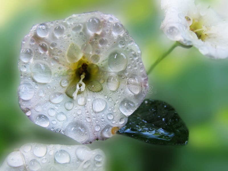 Gotas Del Rocío En Una Flor Blanca Foto de archivo - Imagen de agua ...