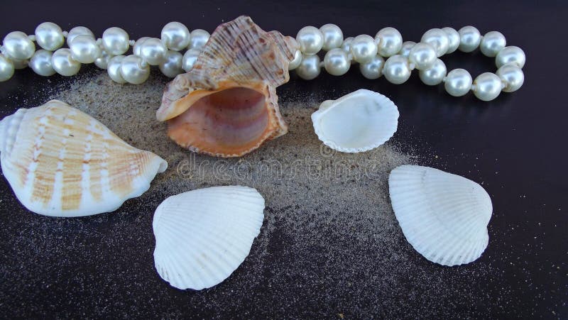 Conchas Marinas, Perla, Estrella De Mar Sobre Los Detalles De La Arena ...
