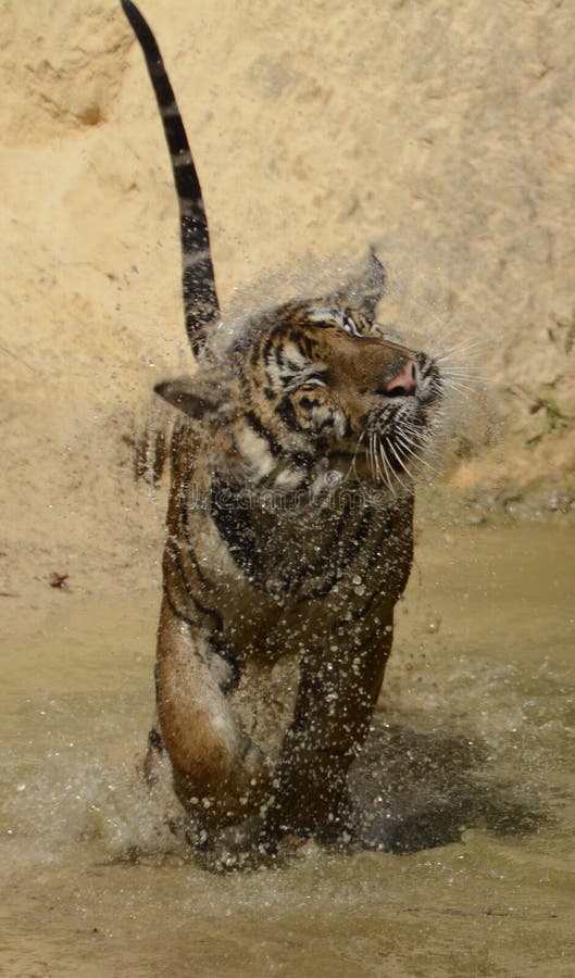 Goteo Bengala Tiger Shake imagen de archivo. Imagen de mojado - 56694961