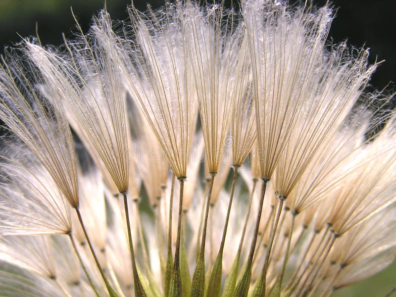 Gothic stock image. Image of detail, nature, petals, natural - 1380753