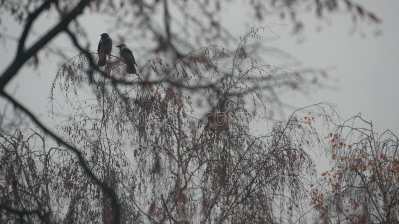 Gothic Black Raven Bird on Bare Leafless Branch, Dramatic Dark Crow on ...