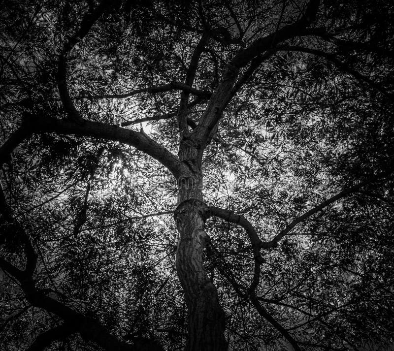 Gothic stock image. Image of tree, gothic, branches - 136704623