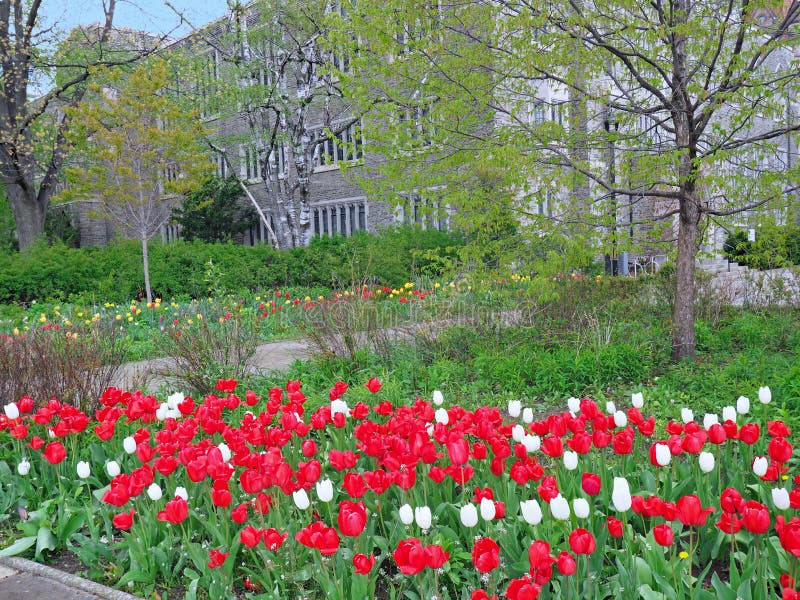 Gothic Style College Building Stock Photo - Image of tulips ...