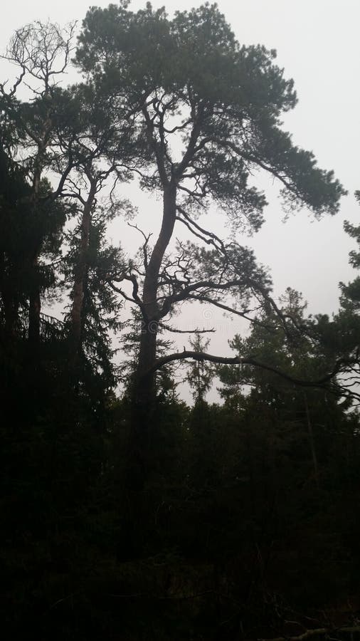 Gotland stock image. Image of visby, winter, forest, sweden - 84121315