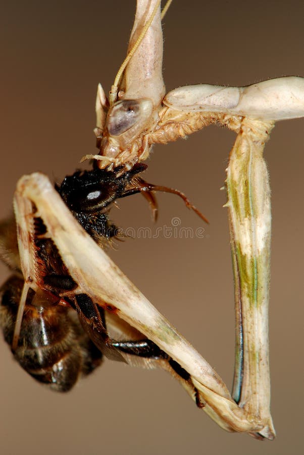 Gottesanbeterin / Mantis Eating a Bee Stock Image - Image of praying ...