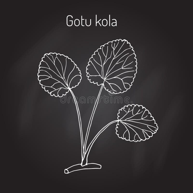 Gotu Kola - Medicinal Plant Stock Vector - Illustration of chinese ...