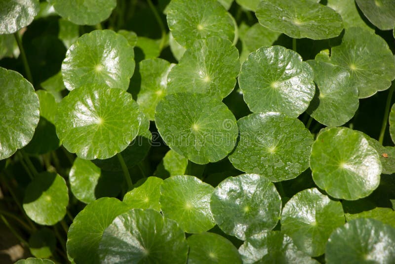 2,063 Kola Tree Stock Photos - Free & Royalty-Free Stock Photos from ...