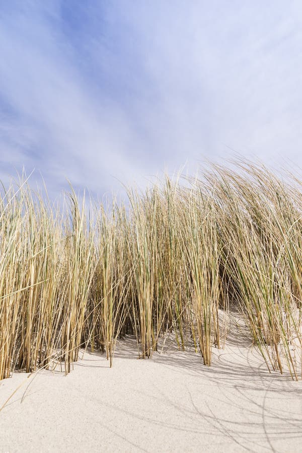 Gouden Duingras Op De Oostzee Stock Afbeelding - Image of ruimte ...