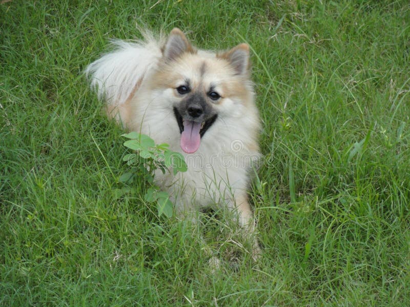 Gouden Duitse spitz hond stock afbeelding. Image of gezicht - 49575869