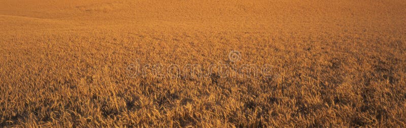 Gouden gebied van tarwe stock afbeelding. Image of land - 23160727