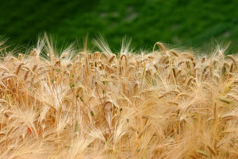 Gouden gerst stock afbeelding. Image of graangewas, oren - 10007271