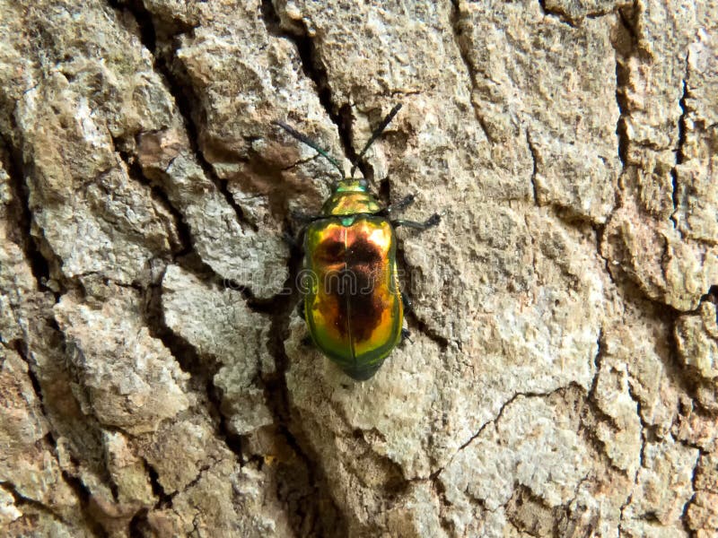 Gouden Groene Kever Op Boomboomstam Stock Foto - Image of goud, insect ...