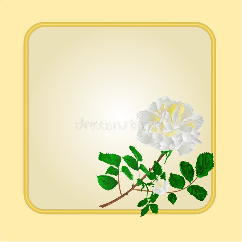 Gouden Kader Met Witte Roze Vector Vector Illustratie - Illustration of ...