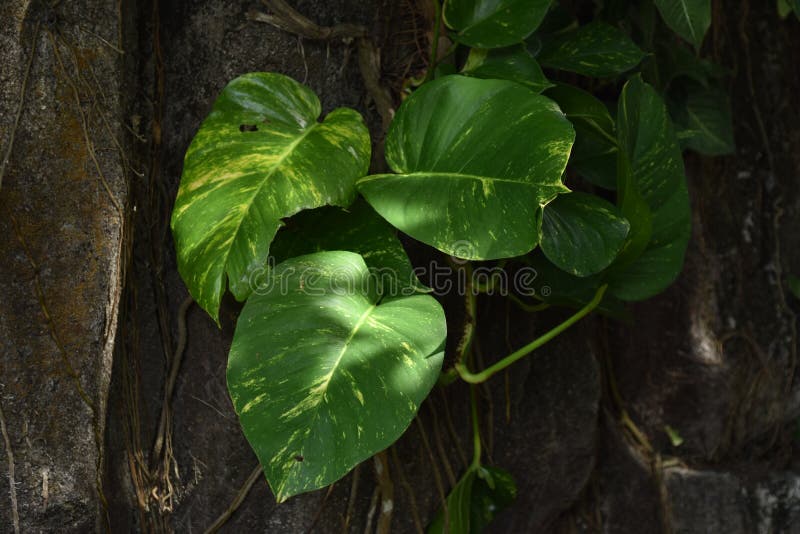 Gouden Kathos of Epipremnum Aureum Stock Afbeelding - Image of naughty ...