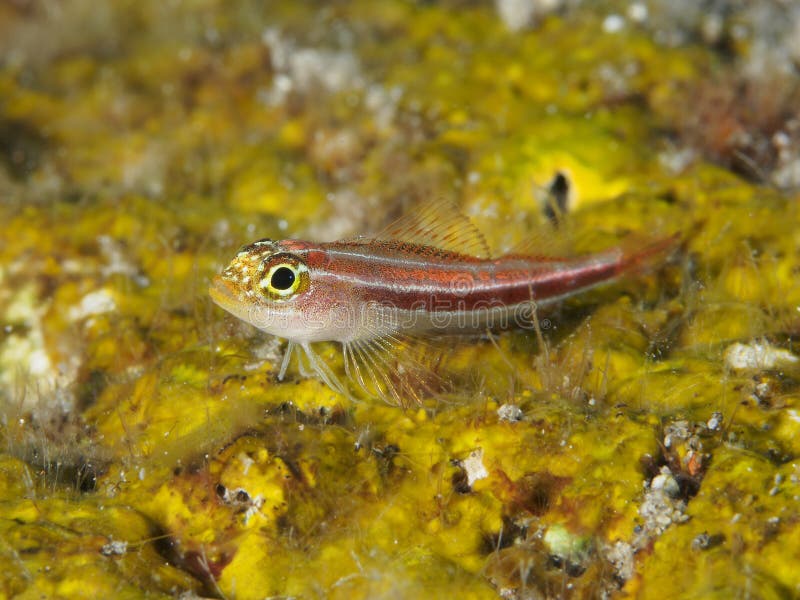 Pygmy goby stock foto. Image of piepklein, pygmee, vissen - 25962678