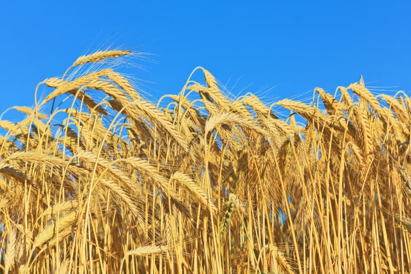 Gouden tarwe stock foto. Image of groei, aren, cultiveer - 3517526