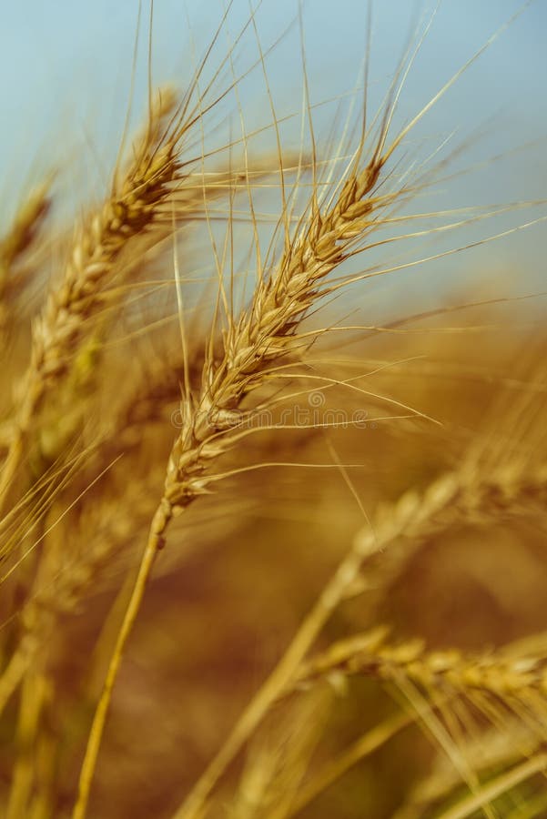 Gouden Rijpe Tarwe stock foto. Image of nave, groei, gezond - 31931954