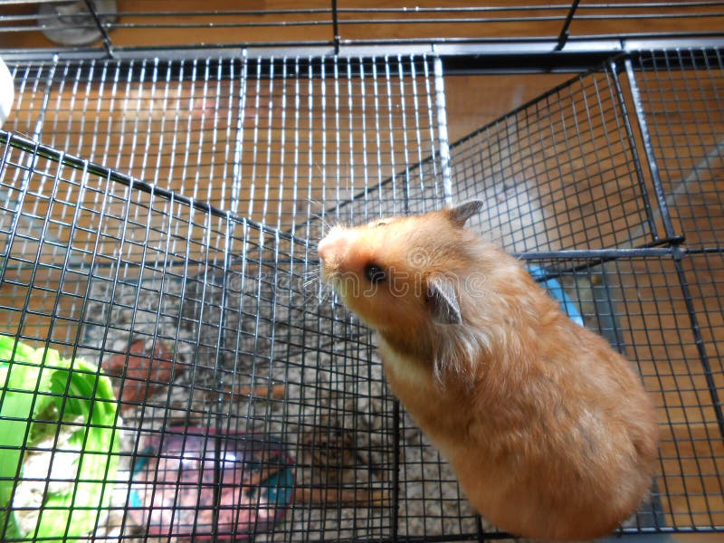 Gouden Syrische Hamster in Kooi Stock Foto - Image of kijk, uitziend ...