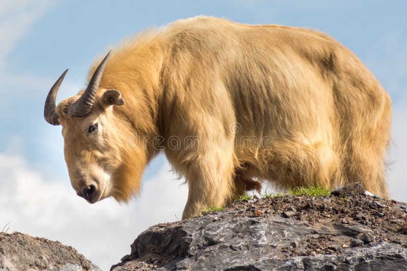 Gouden takin stock afbeelding. Image of antilope, wild - 44363787