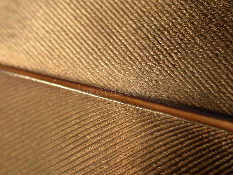 Gouden veer stock afbeelding. Image of wijsheid, pluizig - 3901245