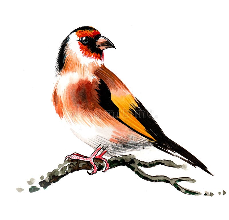 Gouden Vink stock illustratie. Illustration of tekening - 118335935