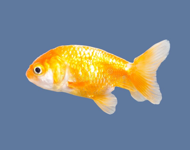 Goudvis stock foto. Image of tank, nave, vissen, pauwstaart - 100912454