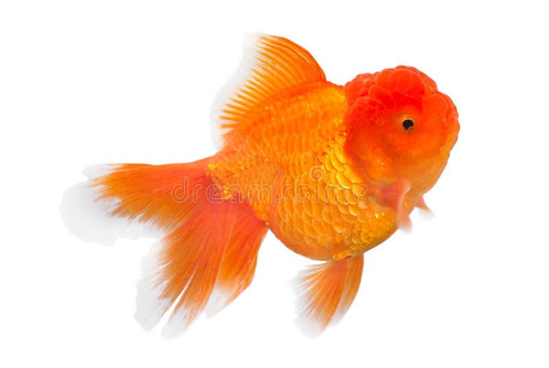 Oranda Goudvis stock afbeelding. Image of goud, vers - 12351273