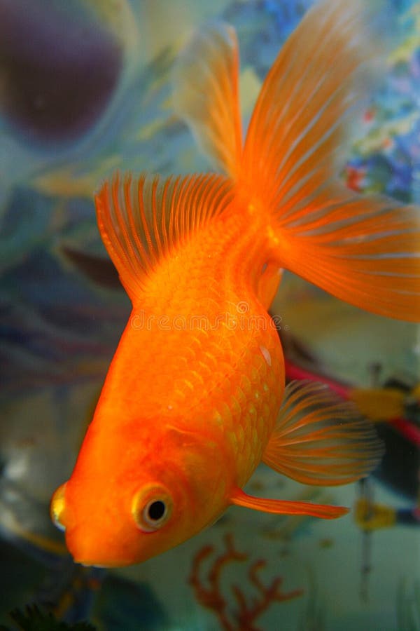 Goudvis Met De Grote Staart Stock Afbeelding - Afbeelding bestaande uit ...