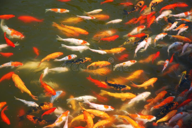 Goudvisje stock afbeelding. Image of gouden, geluk, vissen - 16045071