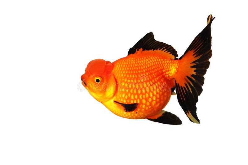 Goudvis stock afbeelding. Image of goudvis, vissen, vinnen - 17411519