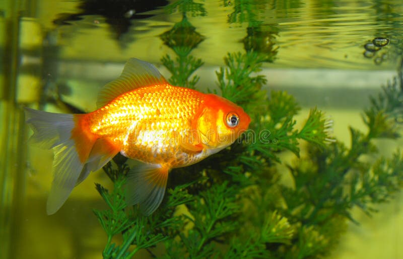 Goudvis stock foto. Image of water, schoonheid, vissen - 18134766