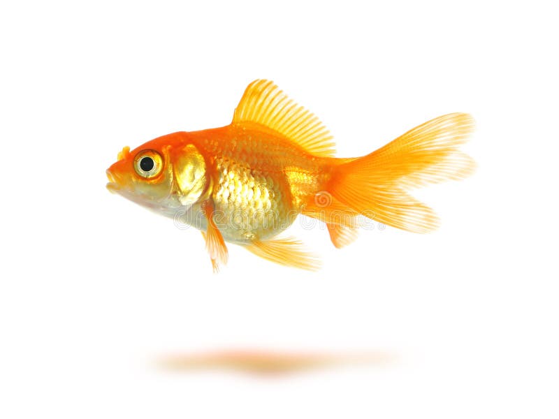 Goudvis stock afbeelding. Image of gouden, dier, tropisch - 21586277