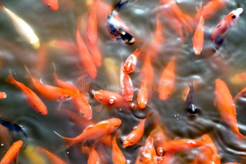 Goudvis in kleine kom stock afbeelding. Image of opgesloten - 3057171