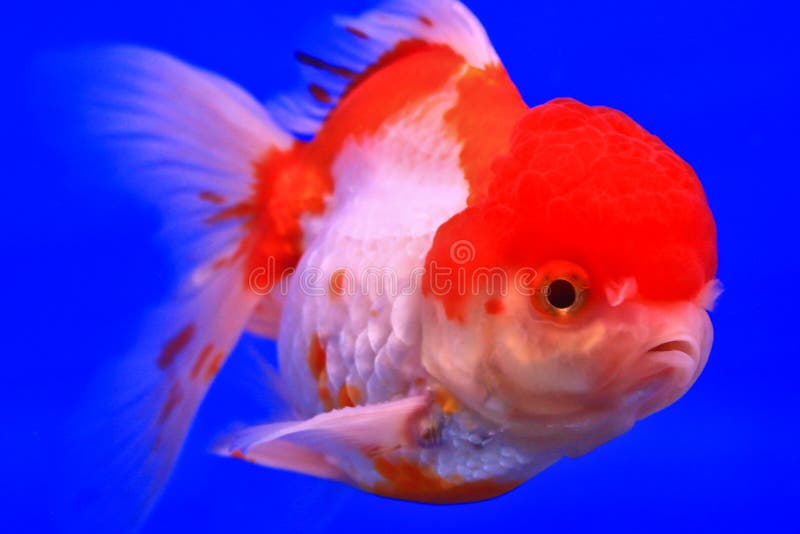 Goudvis stock foto. Image of rood, staart, vissen, goud - 36109028