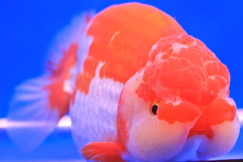 Goudvis stock foto. Image of rood, staart, vissen, goud - 36109028