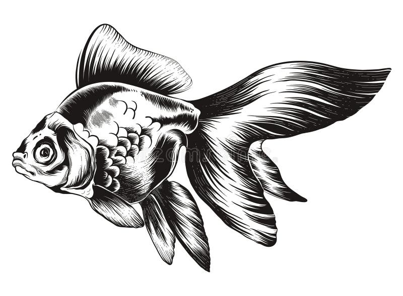 De Goudvis Zwemt in Plastic Die Zak, Met Kabel Wordt Gebonden Vector ...