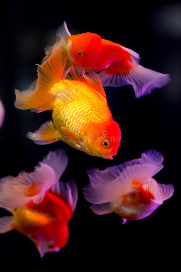 Gekleurde Goudvis In Zwarte In Witte Kom Stock Afbeelding - Afbeelding ...
