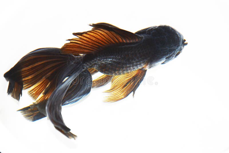 Goudvis stock afbeelding. Image of water, visvijver, vissen - 59181407