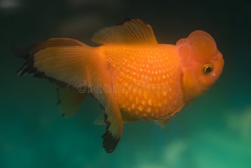 Goudvis stock foto. Image of zoetwater, leven, vers, dieren - 7359358