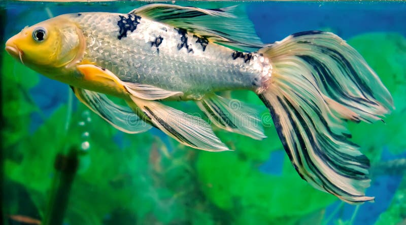Goudvis Met De Grote Staart Stock Afbeelding - Afbeelding bestaande uit ...