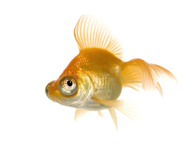 Goudvis - Carassius Auratusauratus Stock Foto - Image of goudvis ...
