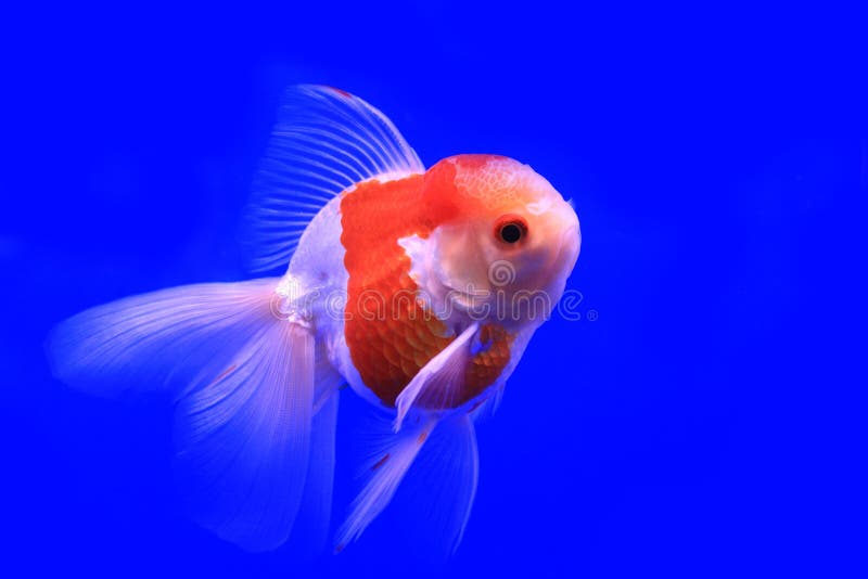 Goudvis in Het Duidelijke Water Stock Foto - Image of sinaasappel ...