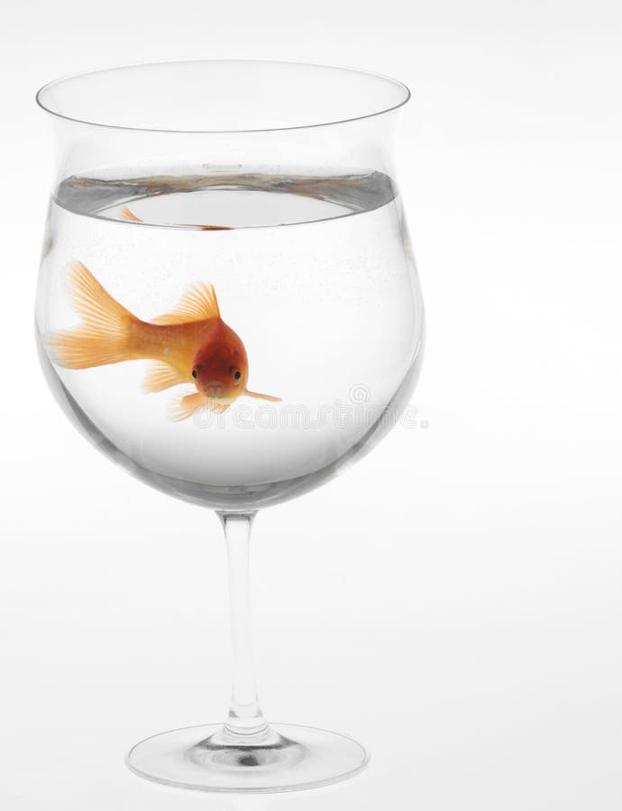 Goudvis in Zak stock foto. Image of neem, huis, goudvis - 3202860